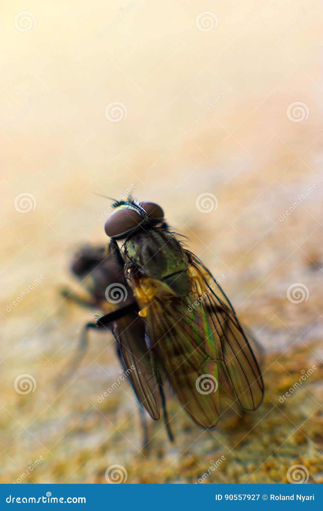 Flies stock image. Image of concrete, outdoor, isolated - 90557927
