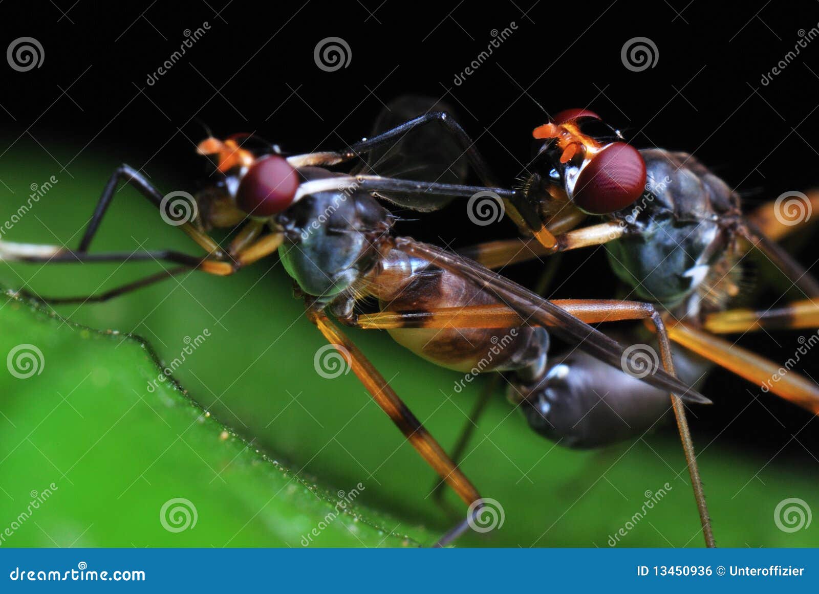 Flies mating stock photo. Image of magnified, cocoon - 13450936