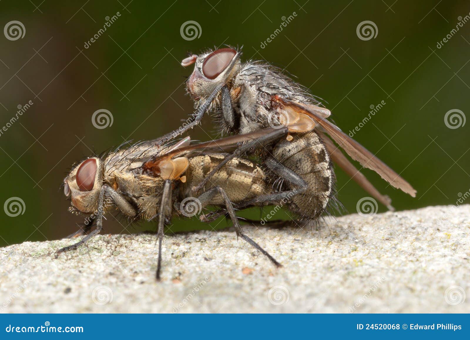 Flies Mating stock photo. Image of fauna, animal, female - 24520068
