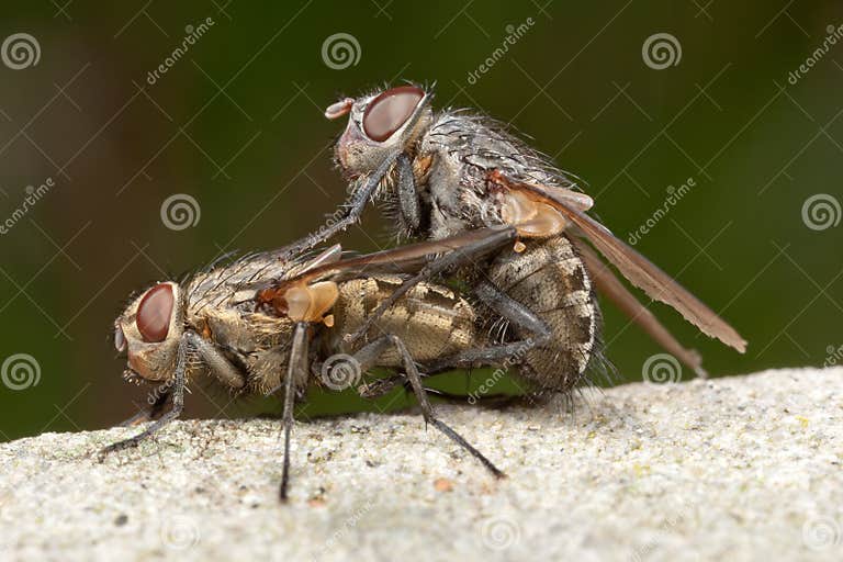 Flies Mating stock photo. Image of fauna, animal, female - 24520068