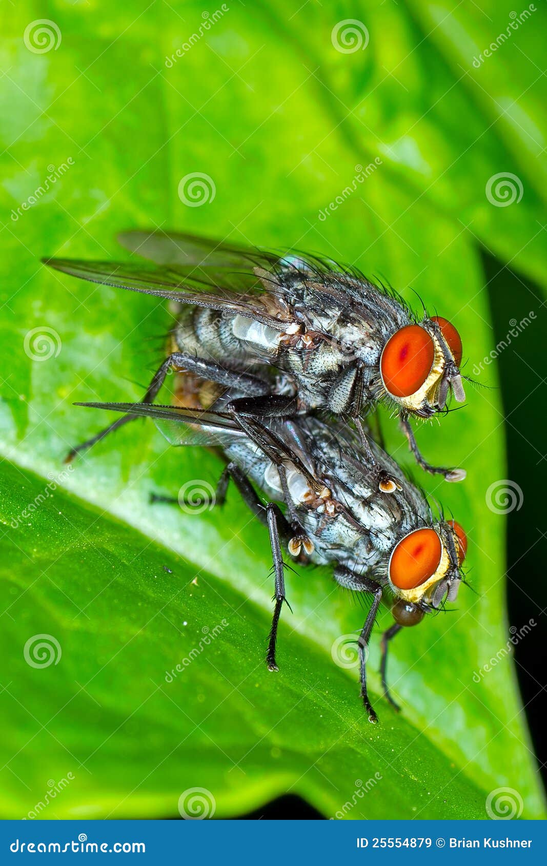 Flies Mating stock image. Image of micro, insect, housefly - 25554879