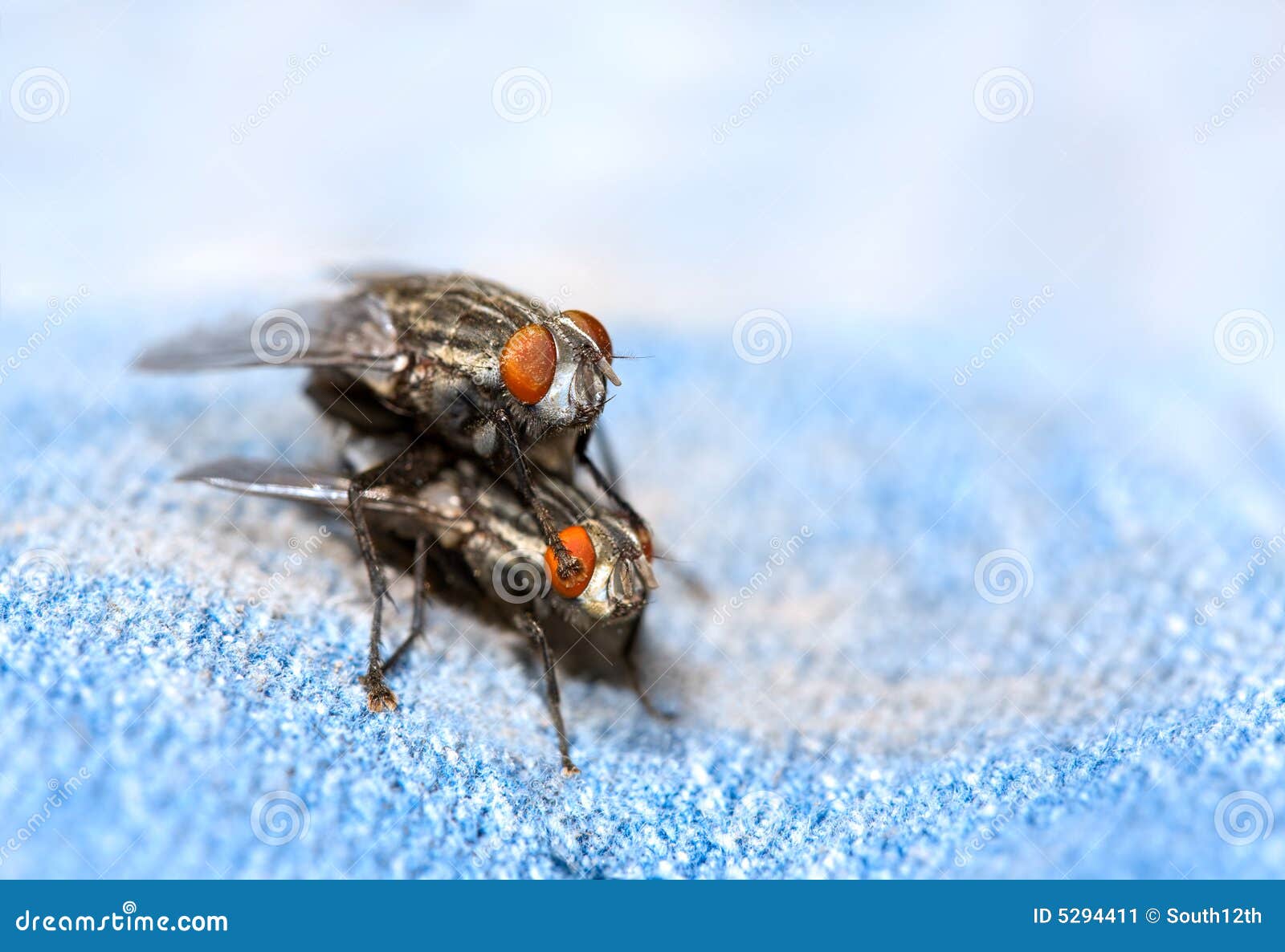 Flies Mating stock image. Image of maroon, leaf, nature - 5294411