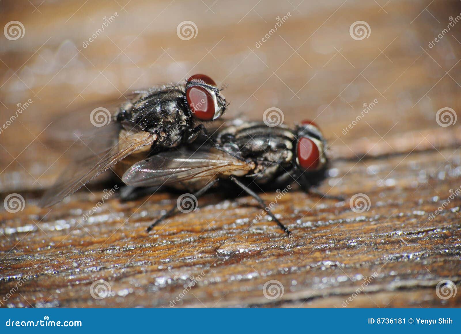 Flies mating stock image. Image of male, insect, animal - 8736181