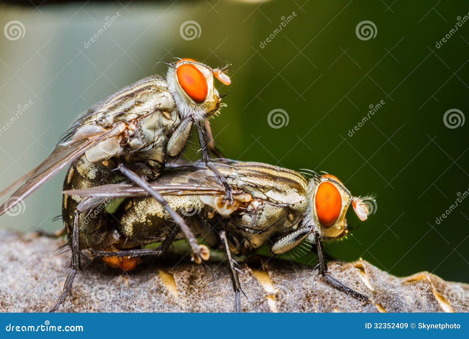 Flies mating stock image. Image of leaf, grey, pest, disgust - 32352409