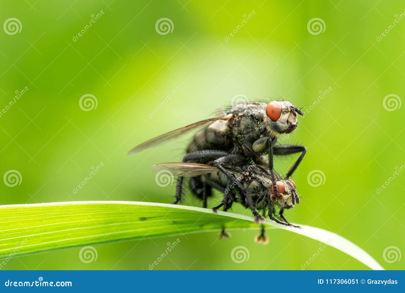 Flies mating close-up view stock image. Image of love - 117306051