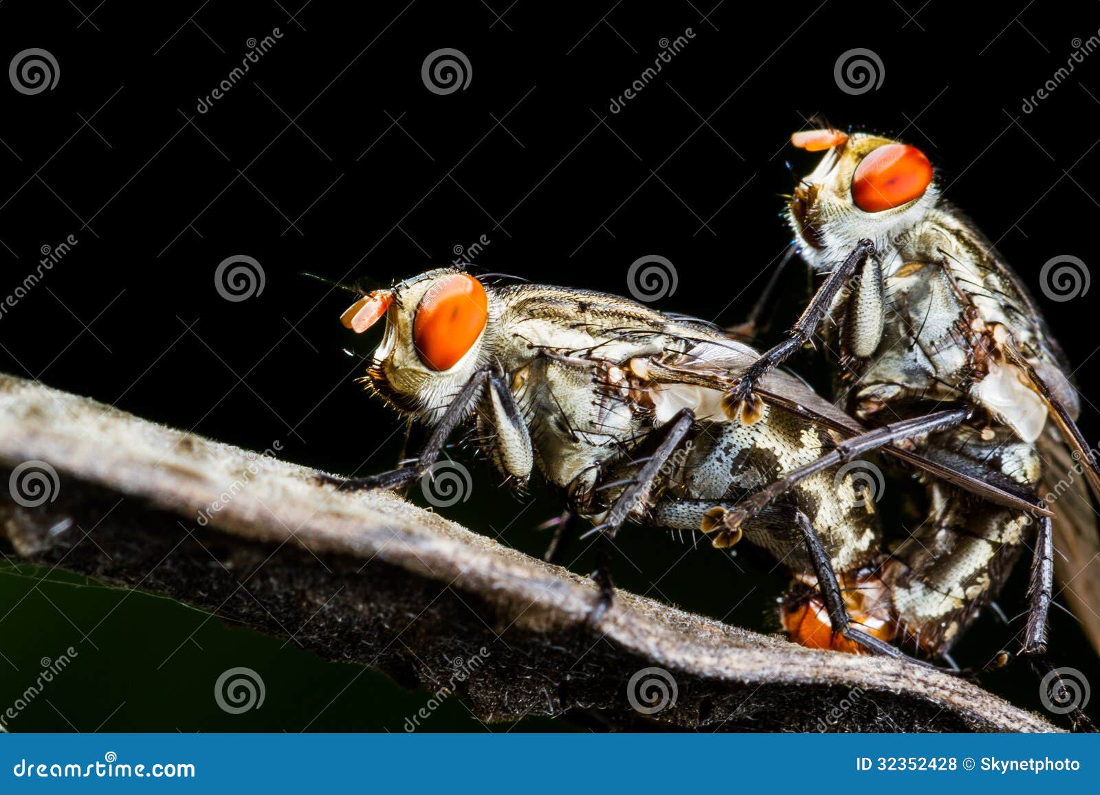 Flies mating stock photo. Image of furry, outdoor, insect - 32352428
