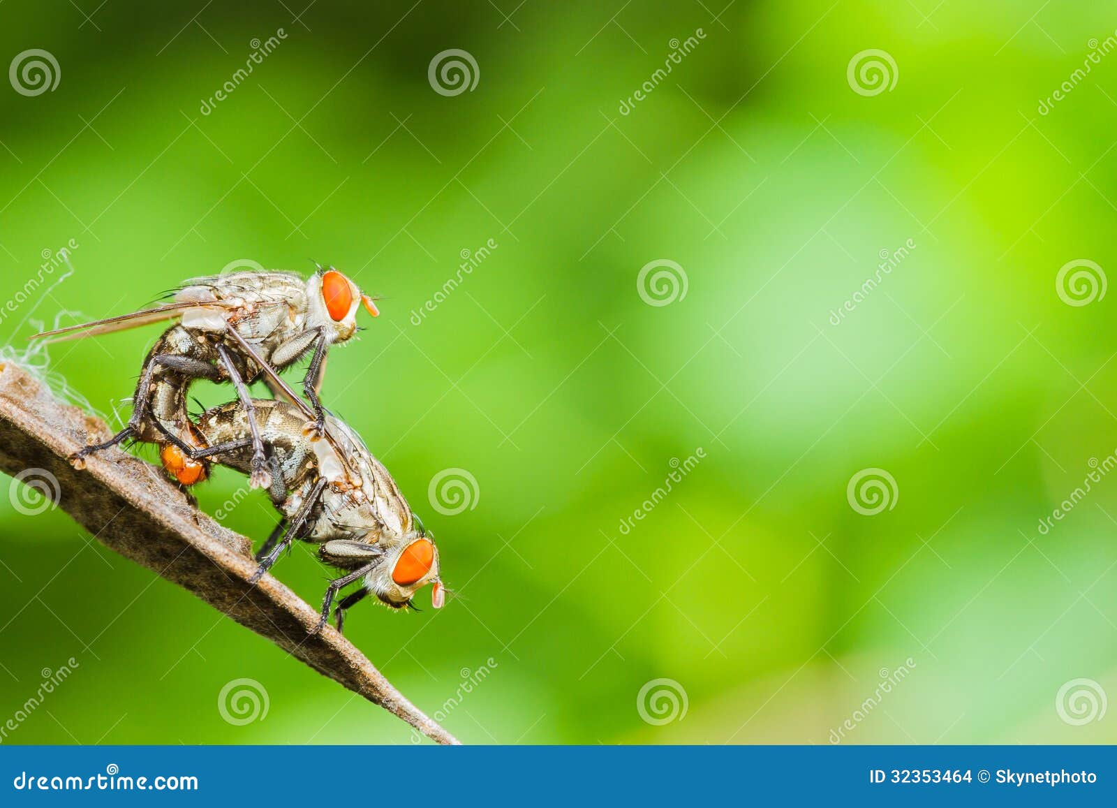 Flies mating stock photo. Image of fauna, hairy, pest - 32353464