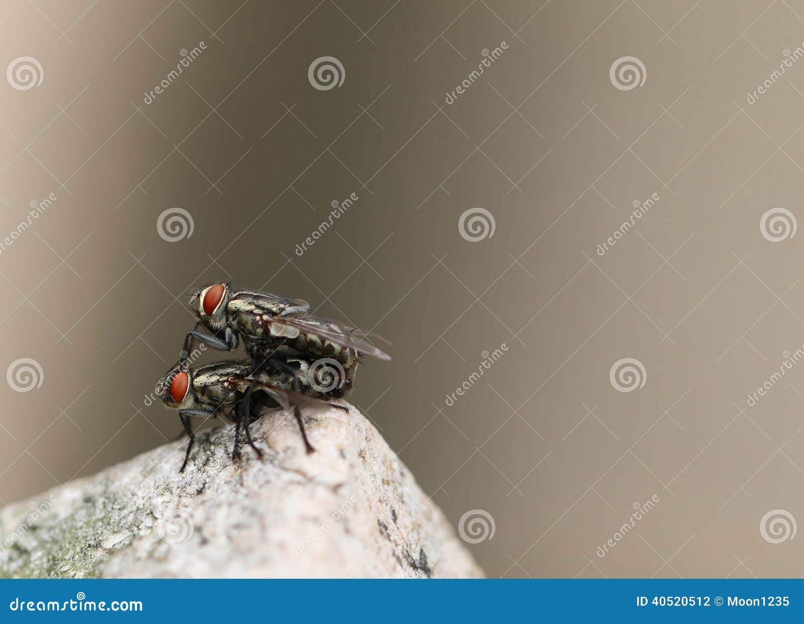 Flies mating stock photo. Image of huge, macro, details - 40520512