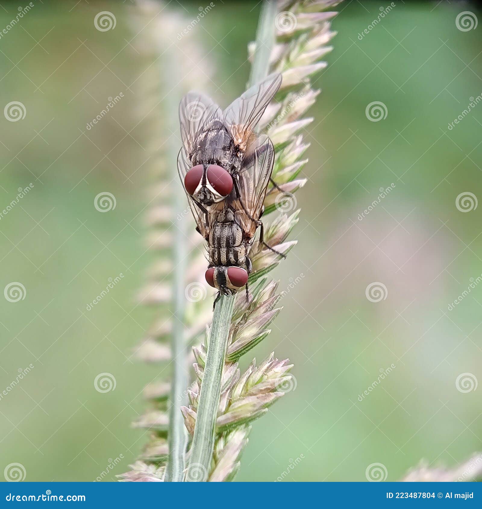 Flies mating on the grass stock photo. Image of mating - 223487804