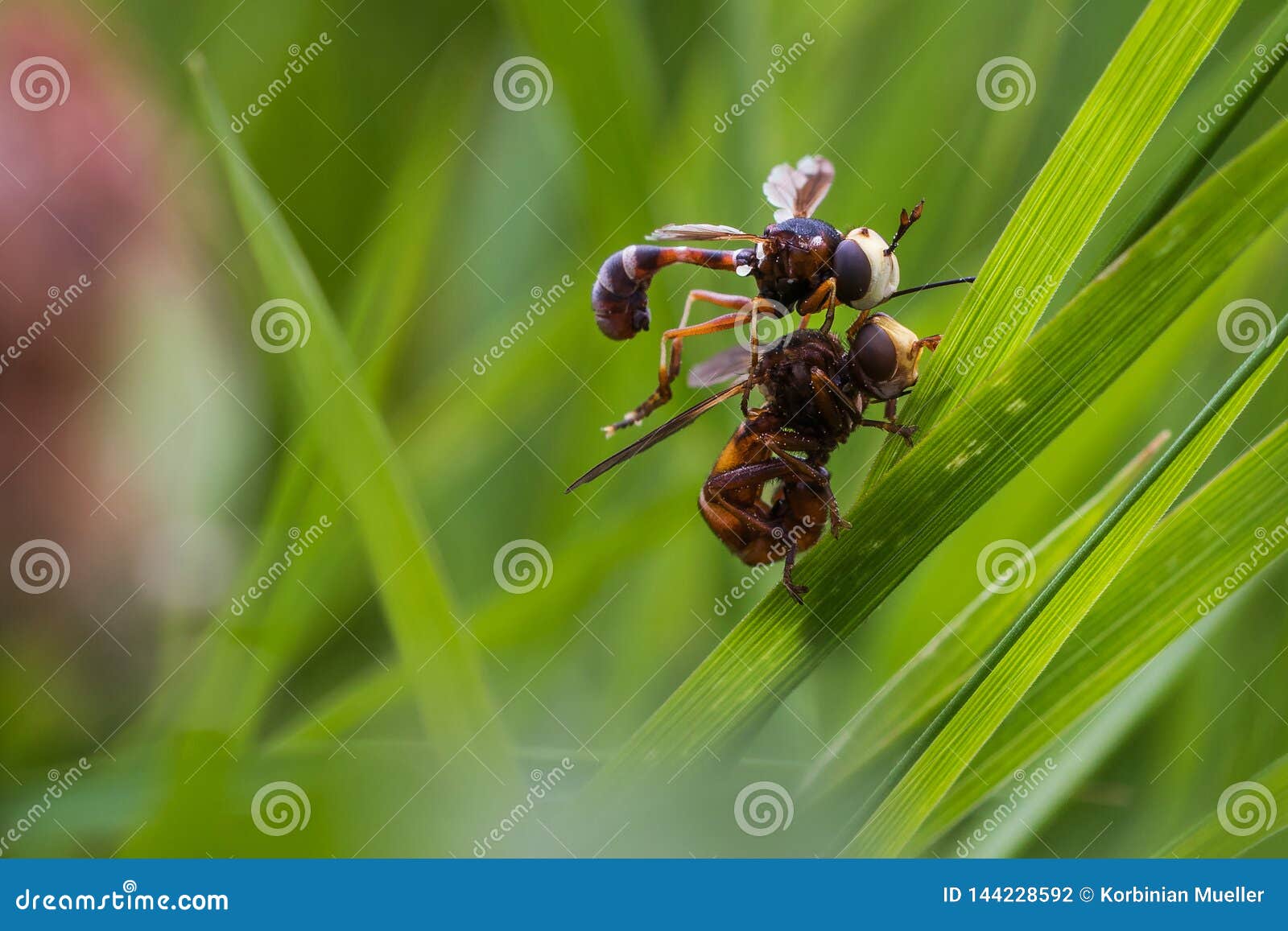 2 flies during the mating stock photo. Image of macro - 144228592