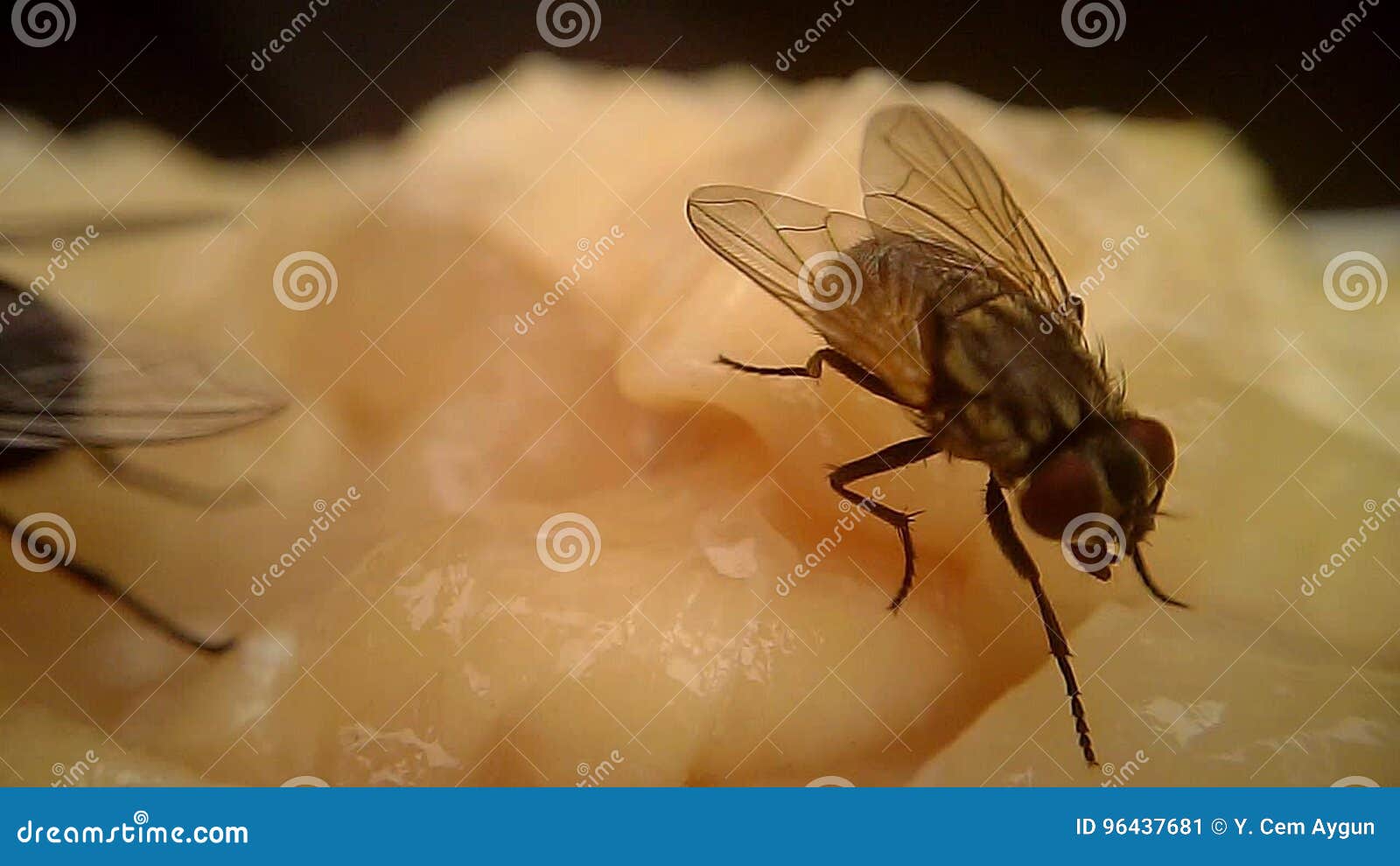 Flies on Meat Macro 03 stock video. Video of meat, photomacrography ...