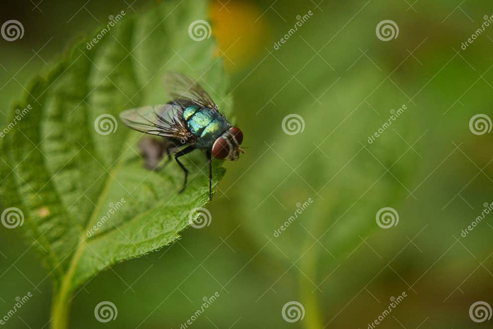 Flies perch on the leaves stock image. Image of leaves - 267208871