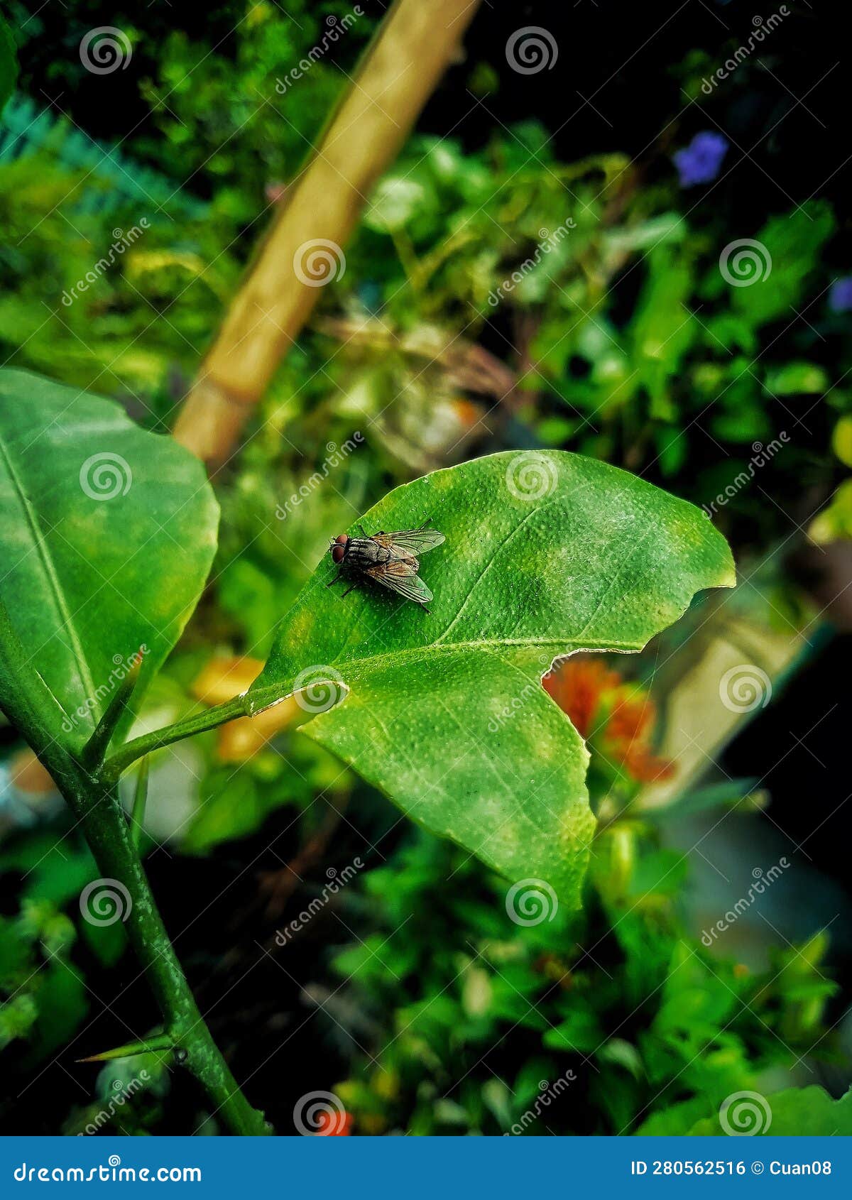 Flies perch on the leaves stock photo. Image of diptera - 280562516