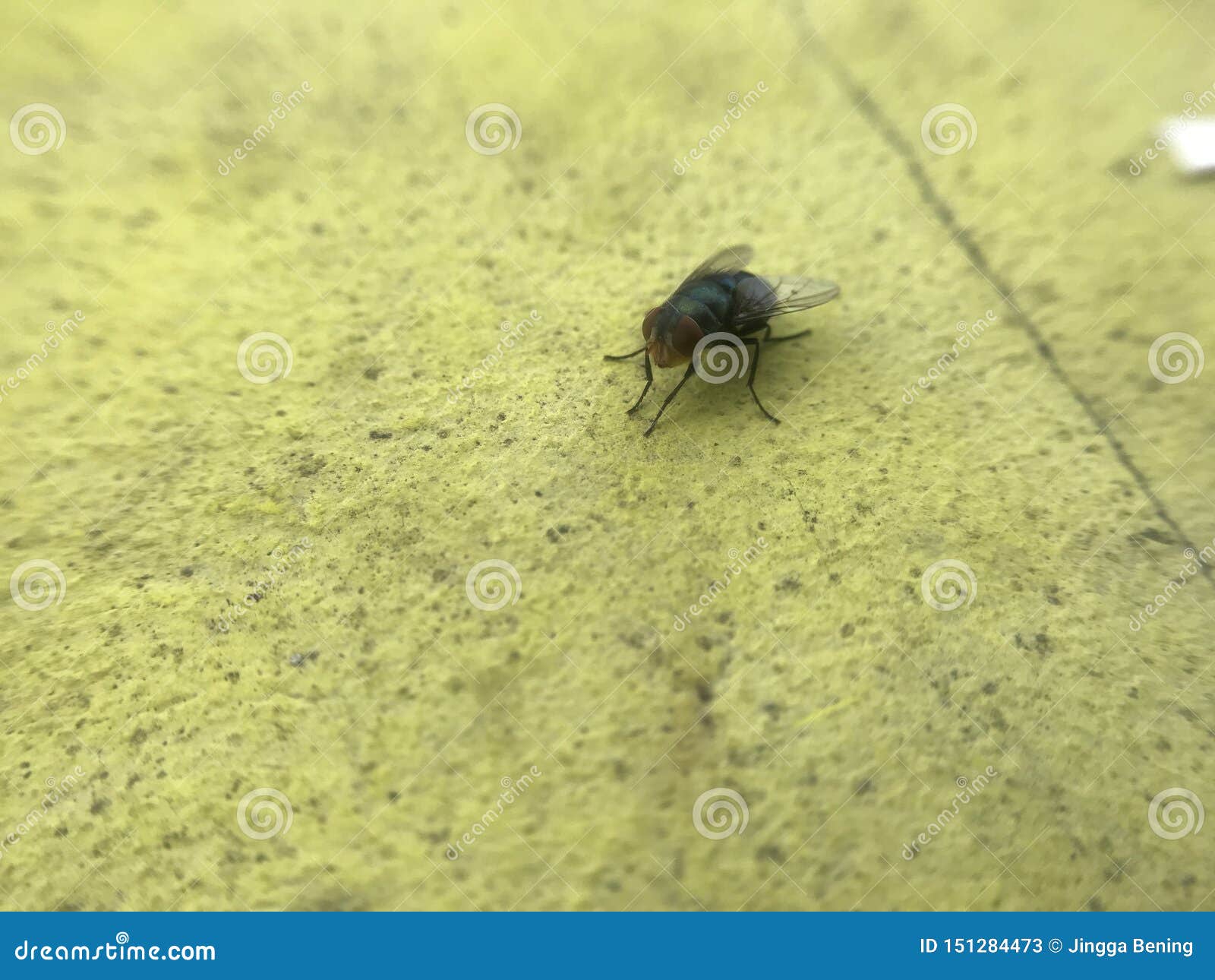 Flies stock image. Image of paint, flies, animal, yellow - 151284473