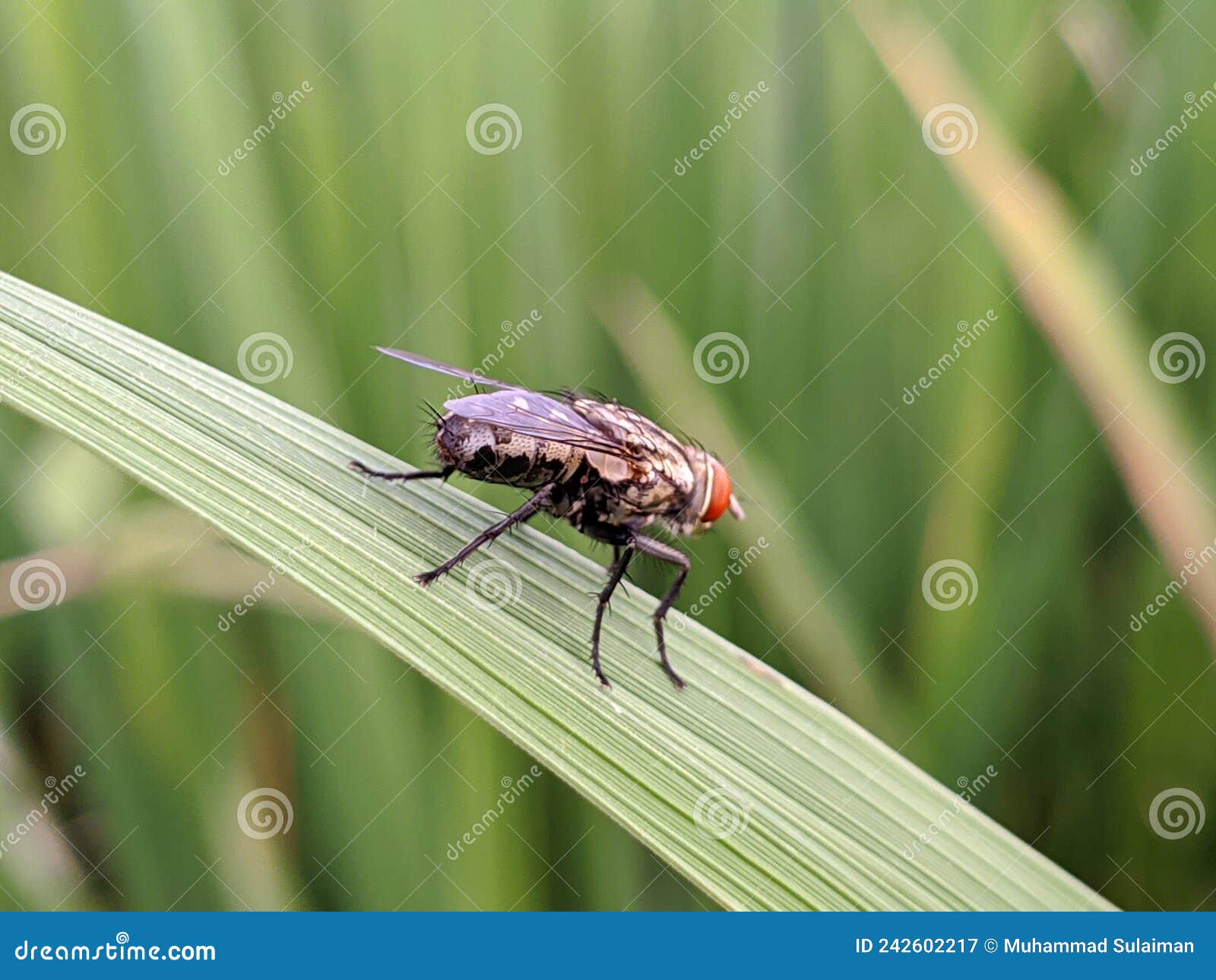 Flies Perched on Green Rice Leaves Stock Image - Image of arthropod ...