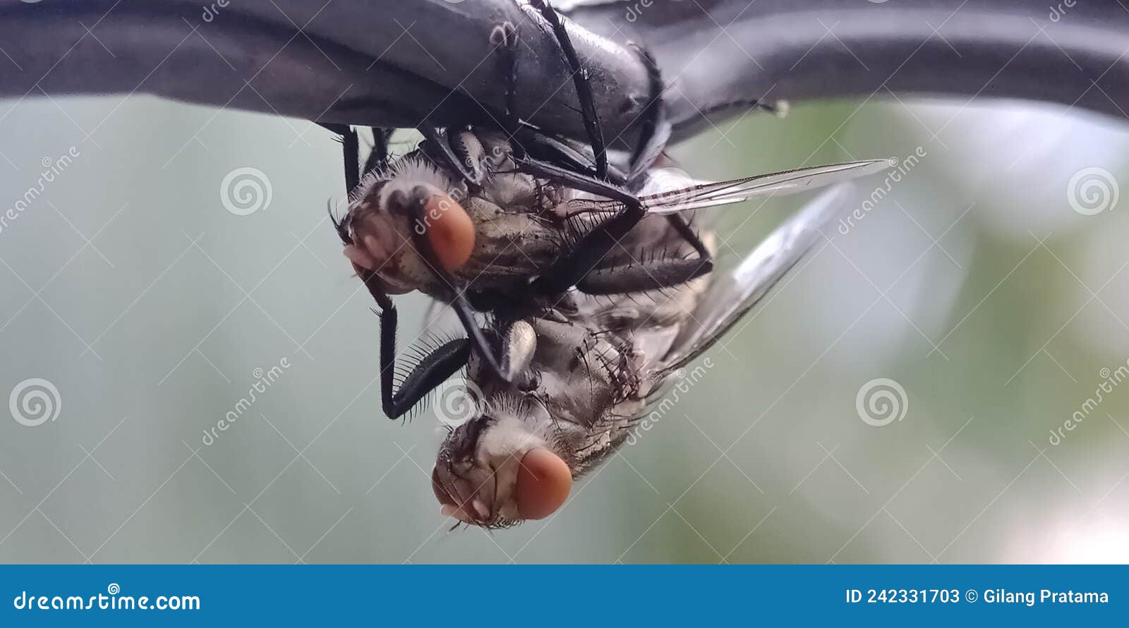 Two flies making love stock image. Image of macros, photografy - 242331703