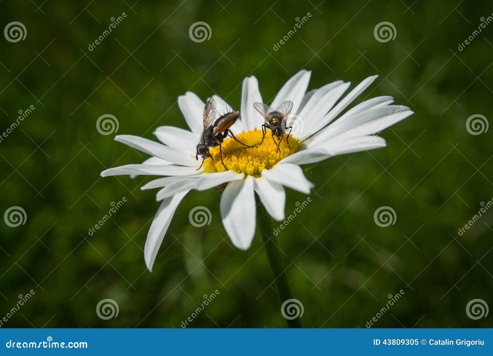 Flies Pollinating Wild Flower Stock Image - Image of green, insect ...