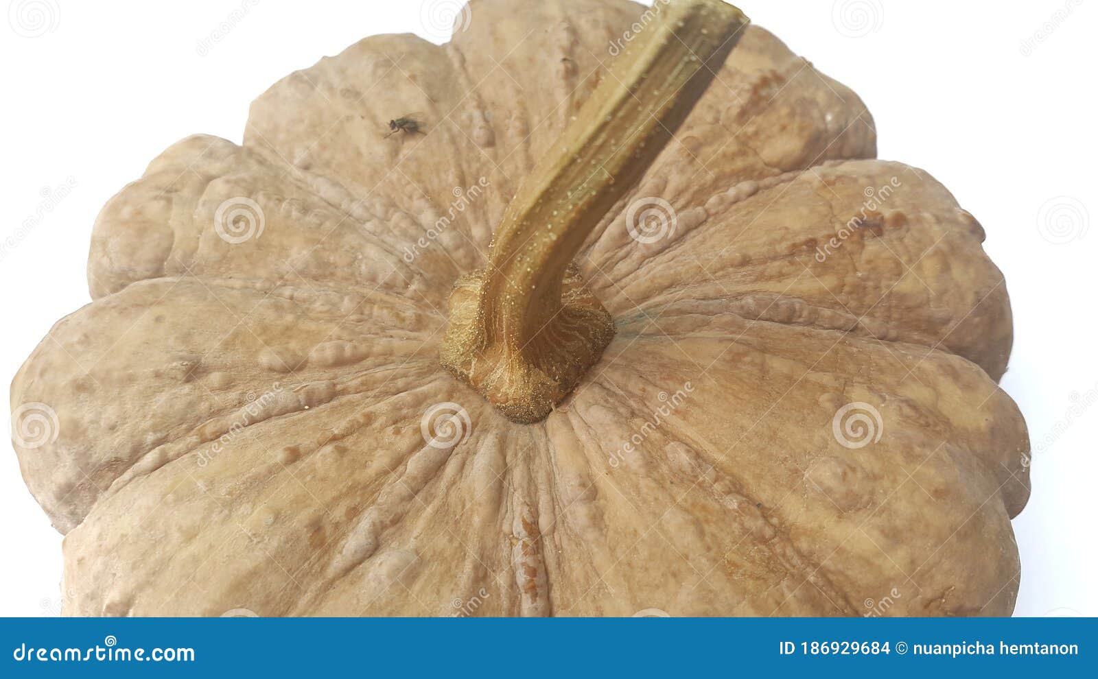 Flies on the pumpkin stock photo. Image of dish, carving - 186929684