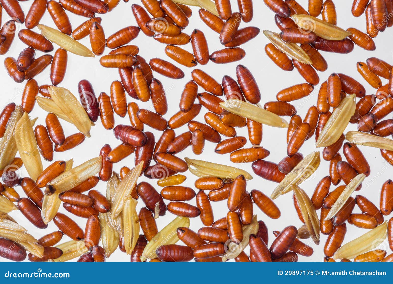 Flies pupae stock image. Image of grunge, larvae, eyes - 29897175