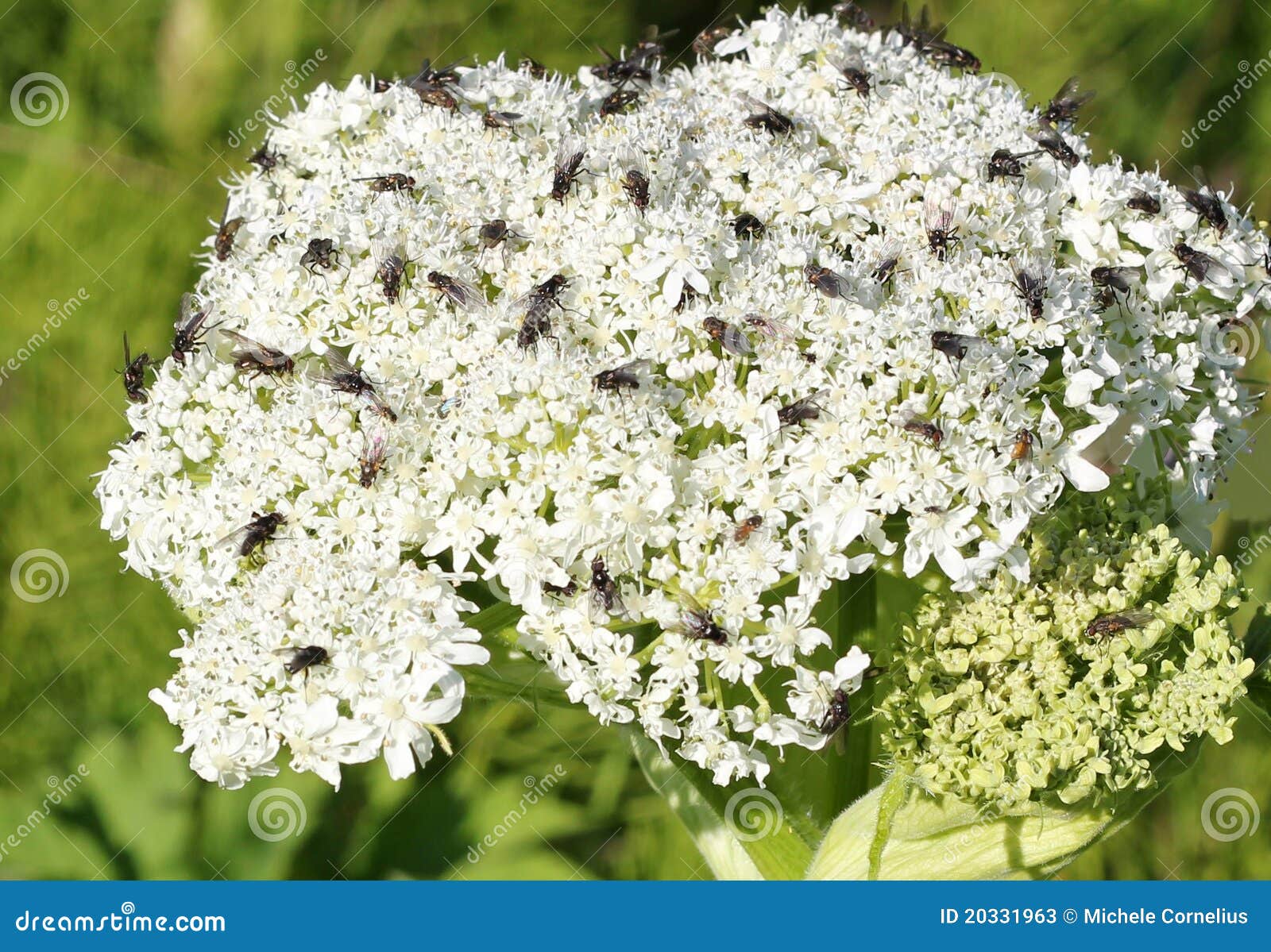 Pushki Flower Stock Photos - Free & Royalty-Free Stock Photos from ...