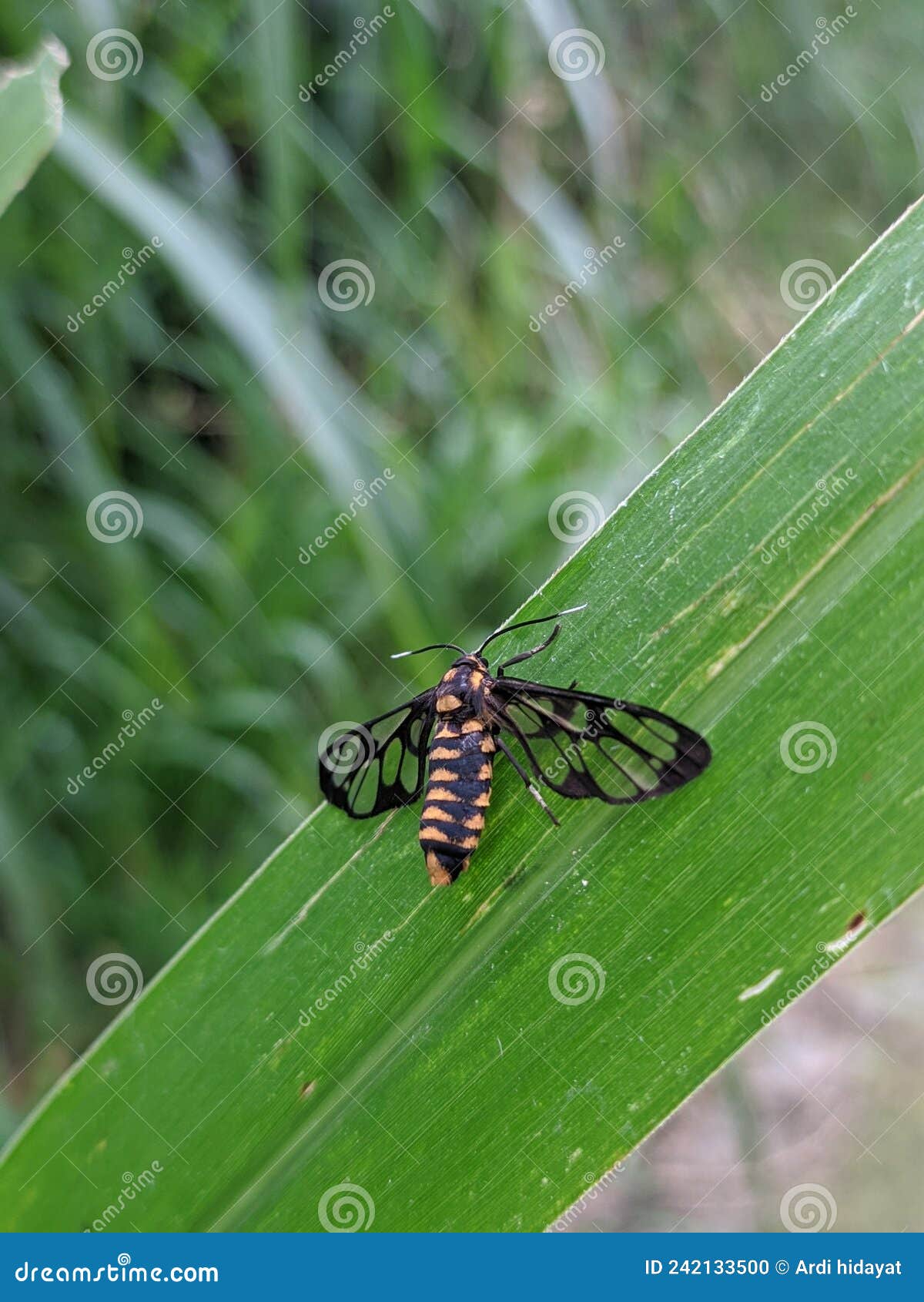 Flies Relaxing on the Leaves Stock Illustration - Illustration of ...