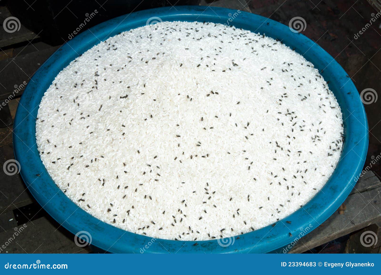 Flies in Rice stock image. Image of bokeo, rice, food - 23394683