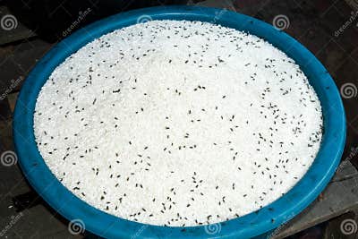 Flies in Rice stock image. Image of bokeo, rice, food - 23394683