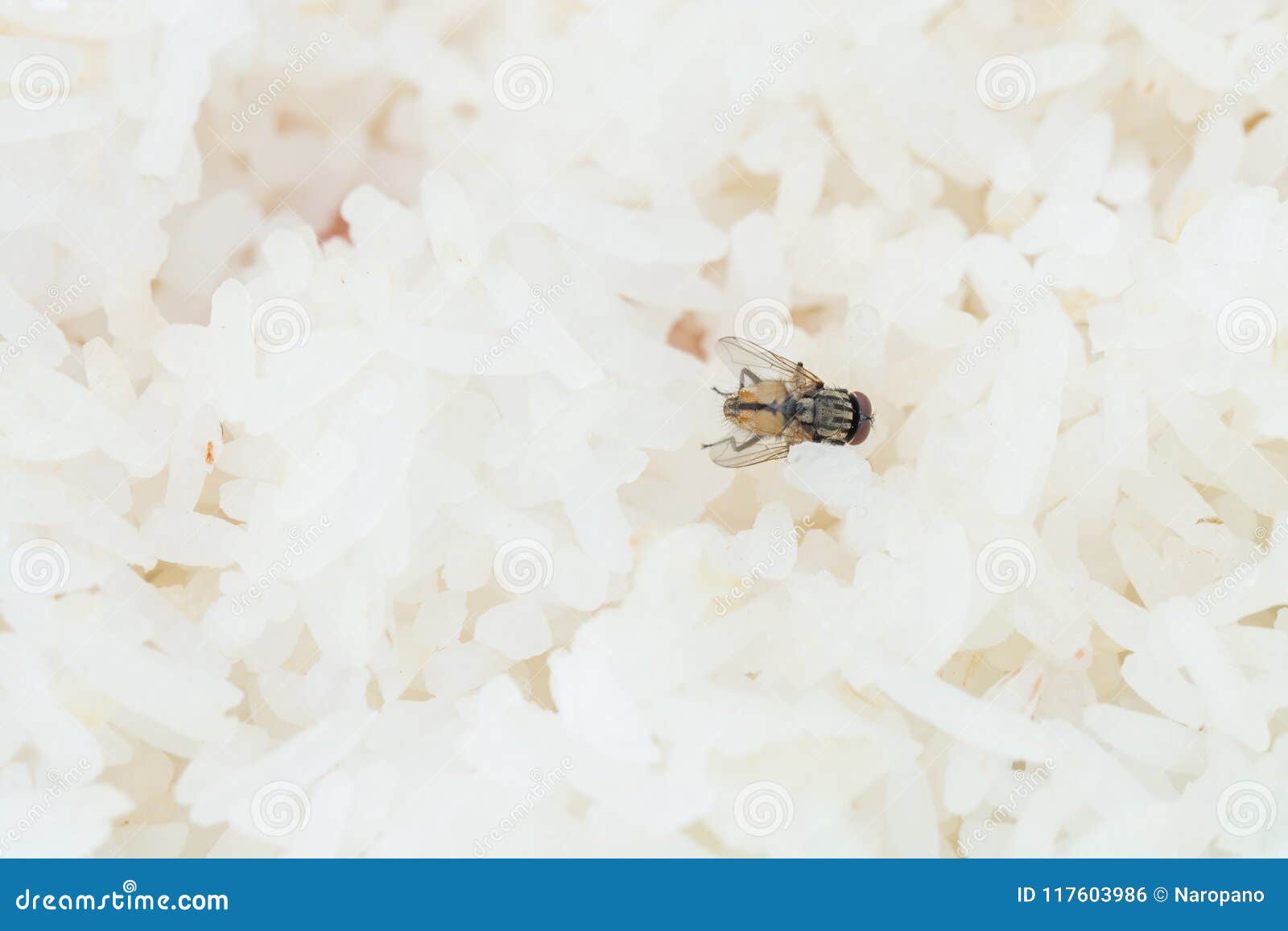 Flies Rice Stock Photos - Royalty Free Stock Images