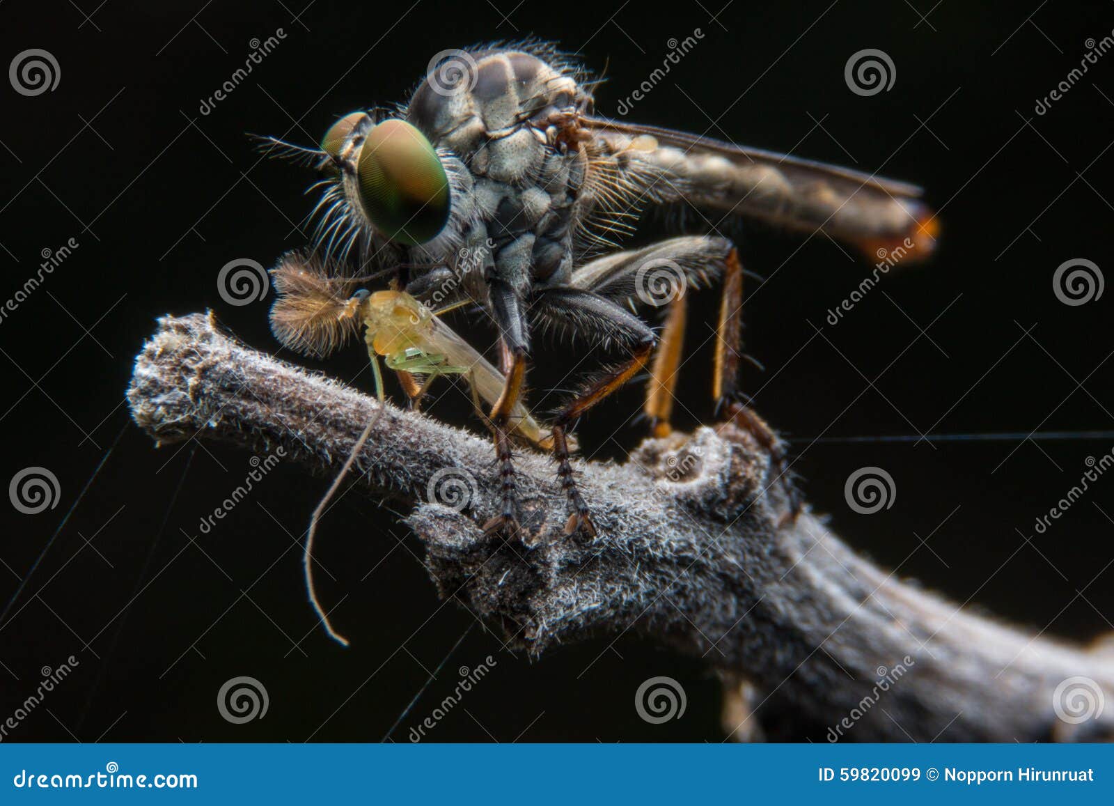 Flies / robber fly stock image. Image of macro, species - 59820099