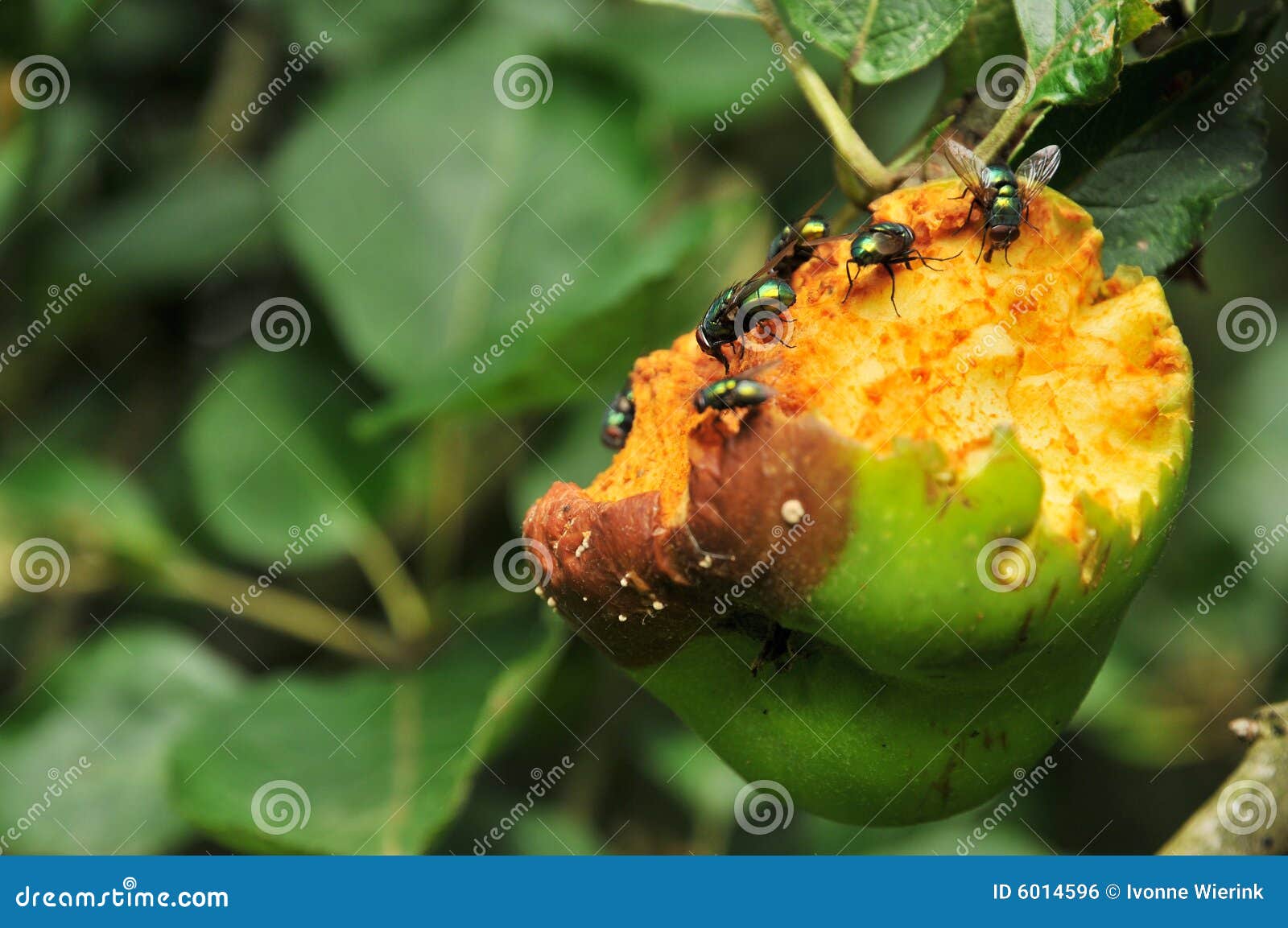 Flies at the rotten fruit stock photo. Image of fruit - 6014596