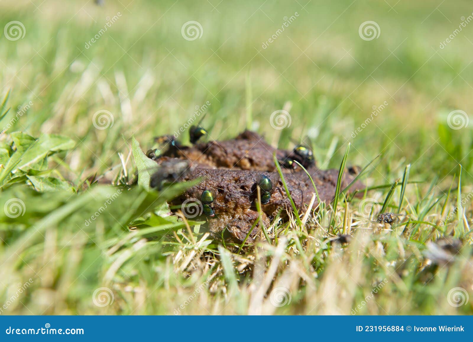 Flies on the shit stock photo. Image of outdoor, waste - 231956884