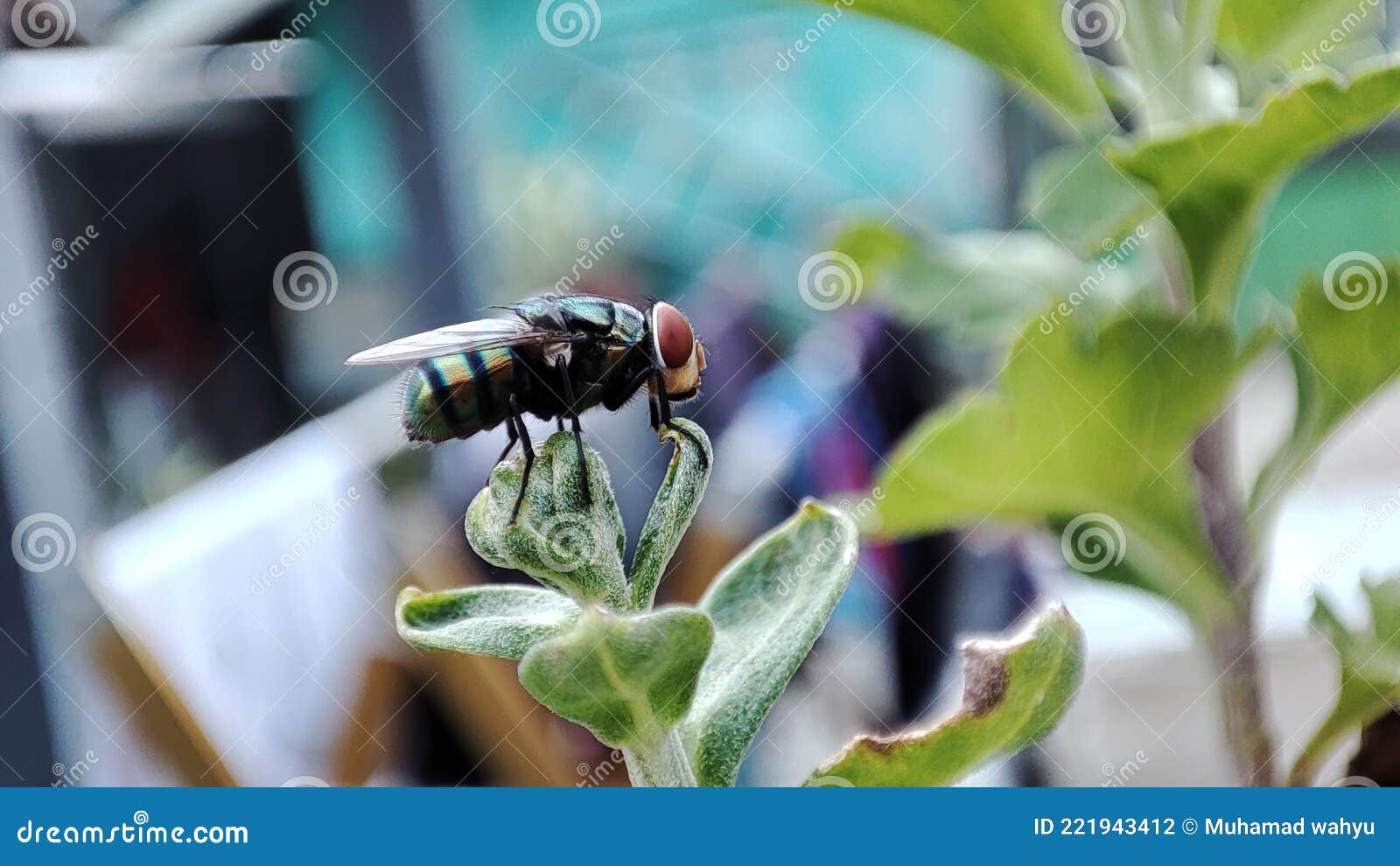Flies Side by Side in the Yard Flower Stock Photo - Image of yard ...