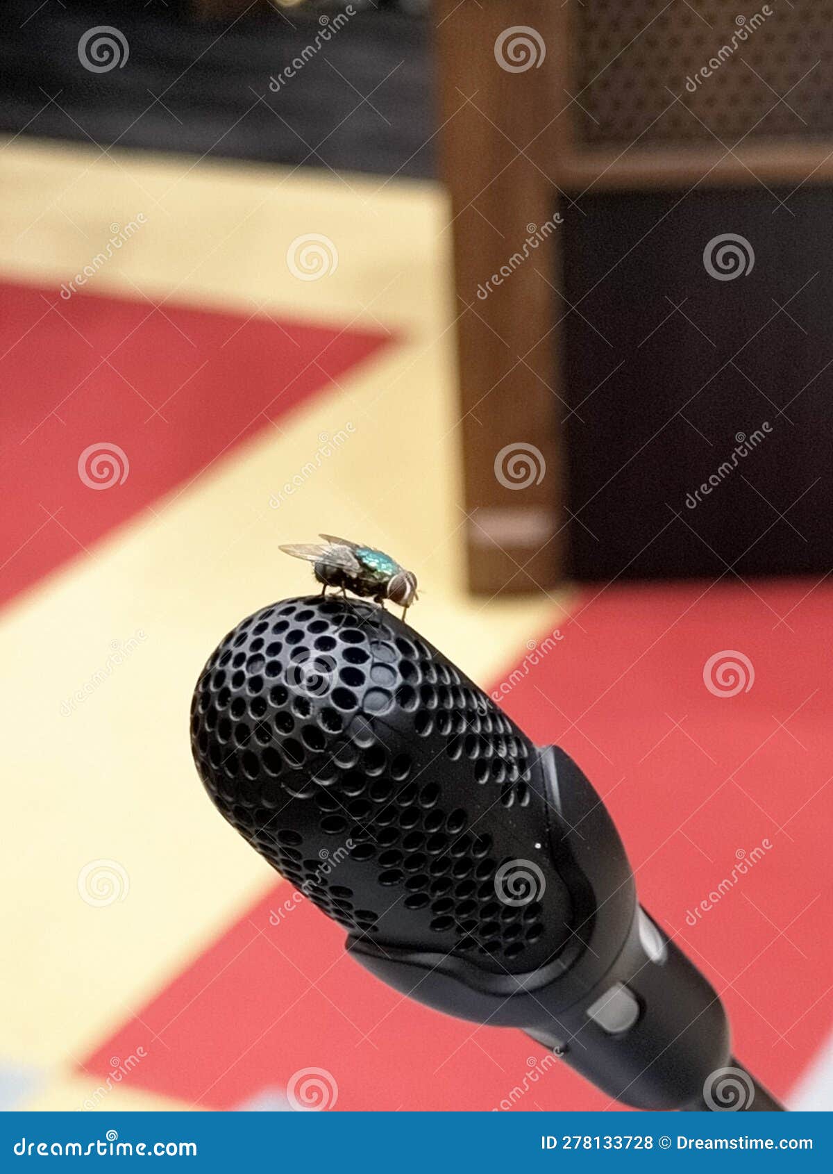 Flies are singing stock photo. Image of creature, small - 278133728