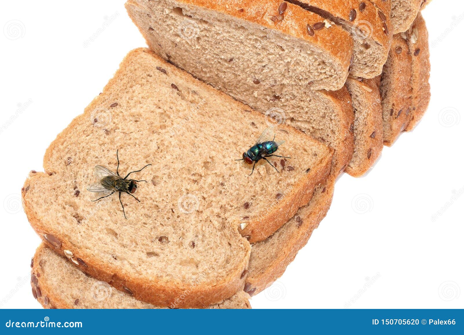 Flies Sitting on Sliced Bread Stock Photo - Image of insects ...