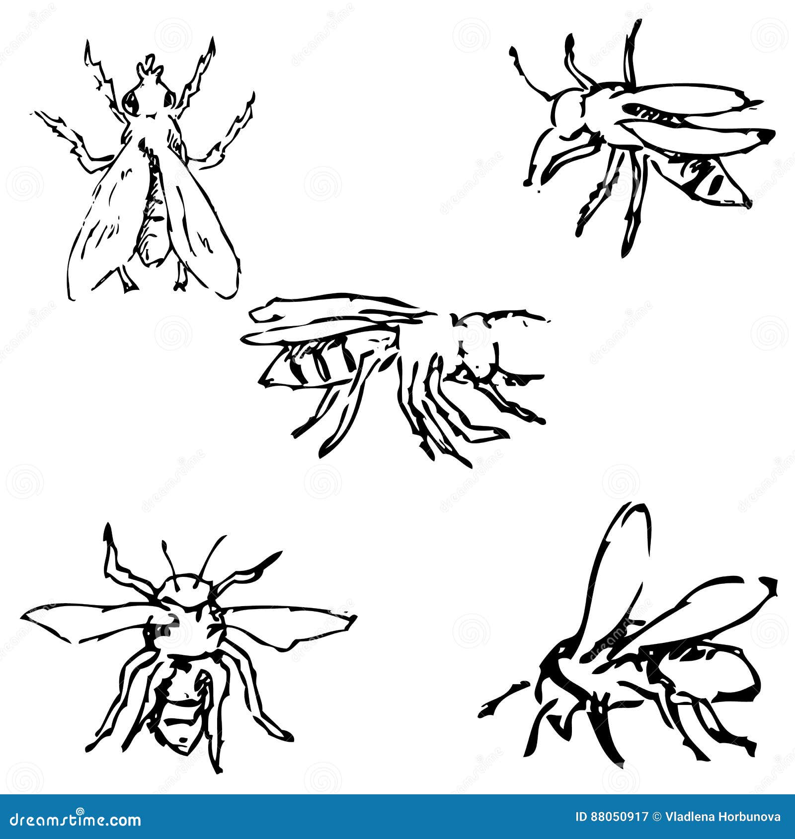 Flies. Sketch By Hand. Pencil Drawing. Vector Image | CartoonDealer.com ...