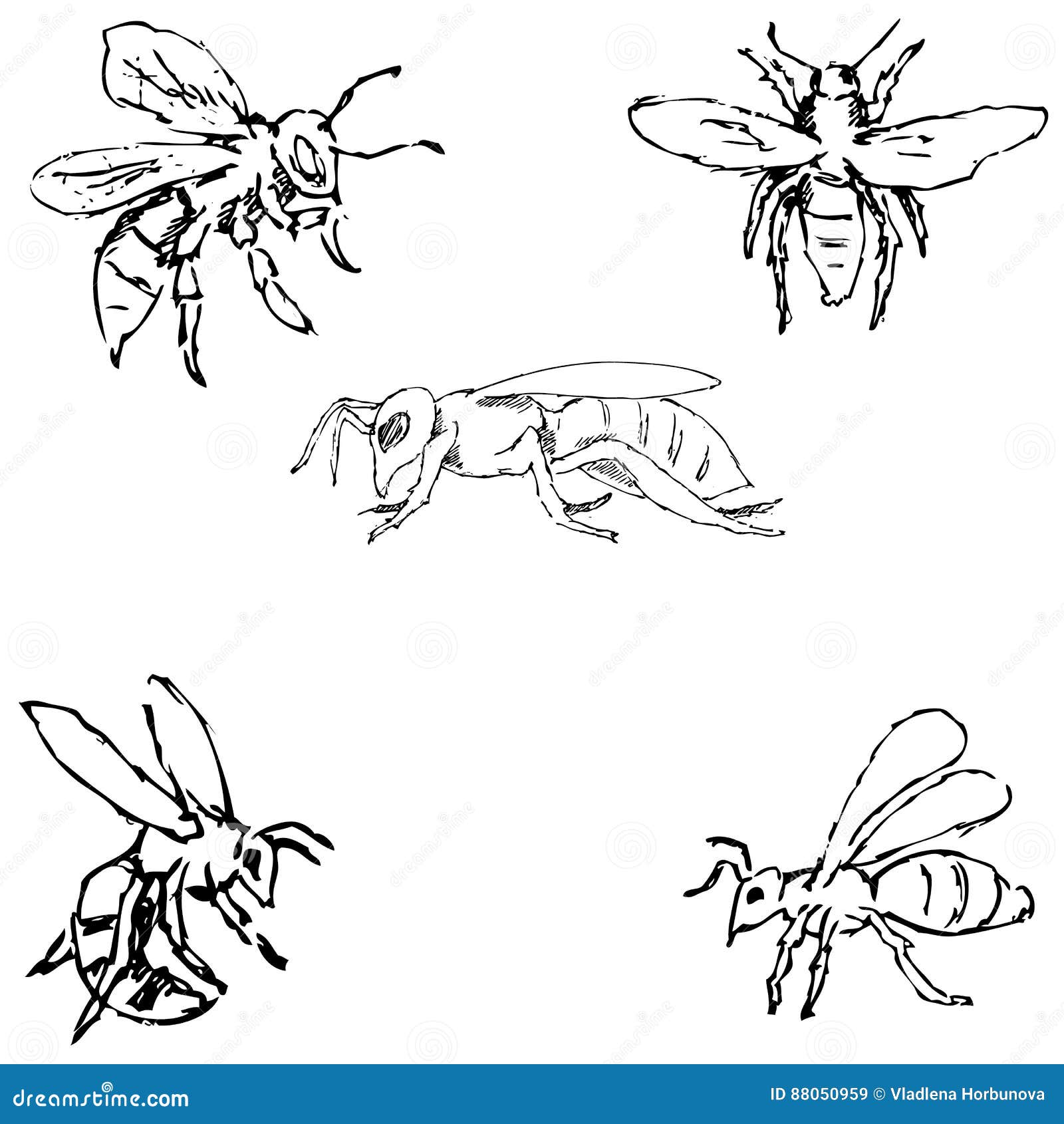 Flies. Sketch By Hand. Pencil Drawing. Vector Image | CartoonDealer.com ...