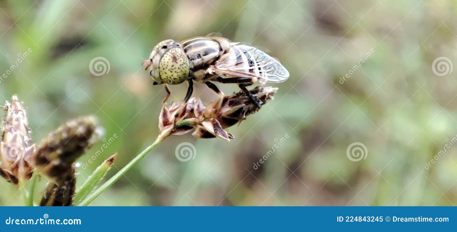 Flies sleeping on flower stock image. Image of chilling - 224843245