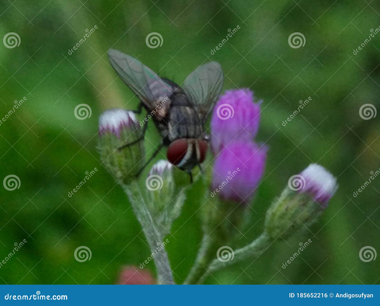 Flies Sleeping on a Flower on Ricefield Area Stock Photo - Image of ...