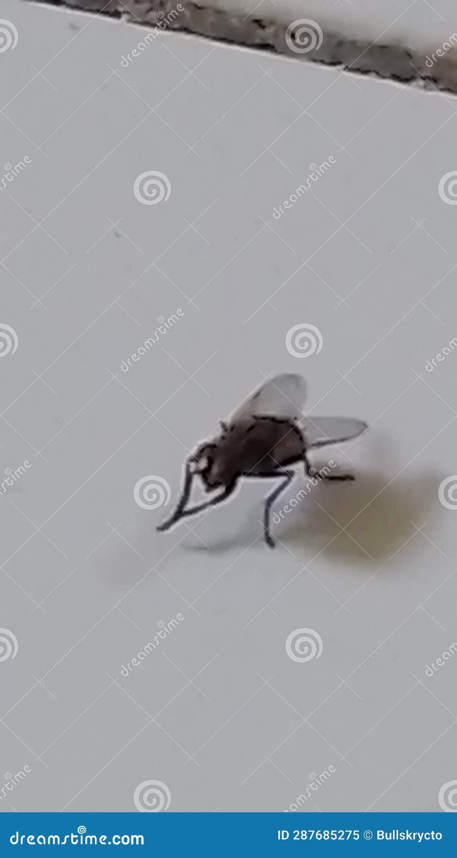 Flies, Small Animals that Fly Around Us a Lot. Stock Image - Image of ...