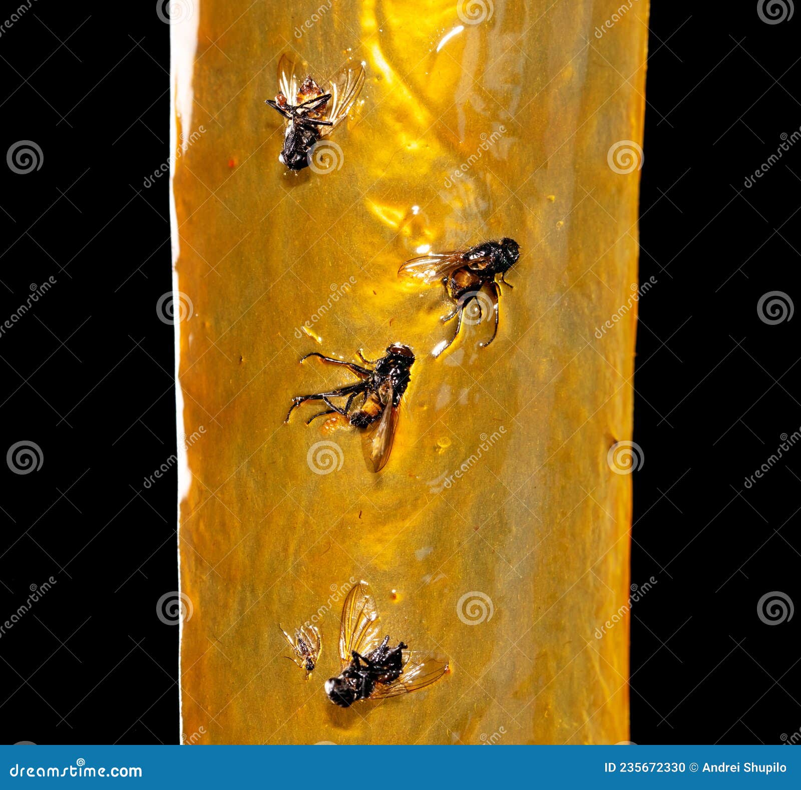 Flies Stuck To Sticky Tape on a Black Background. Stock Photo - Image ... Flies Stuck To Sticky Tape on a Black Background. Stock Photo - Image ...