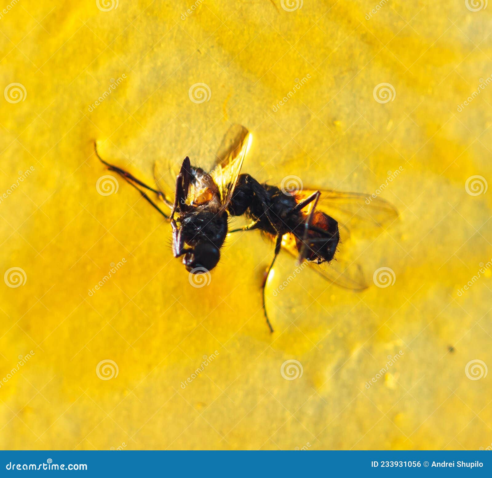 Flies Stuck To Sticky Tape. Stock Photo - Image of tangled, tape: 233931056 Flies Stuck To Sticky Tape. Stock Photo - Image of tangled, tape: 233931056