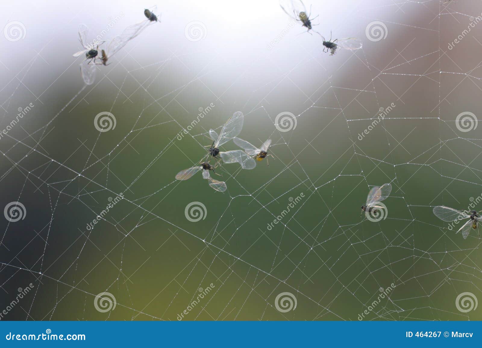 Flies Trapped In Spider Web Royalty Free Stock Photography - Image: 464267