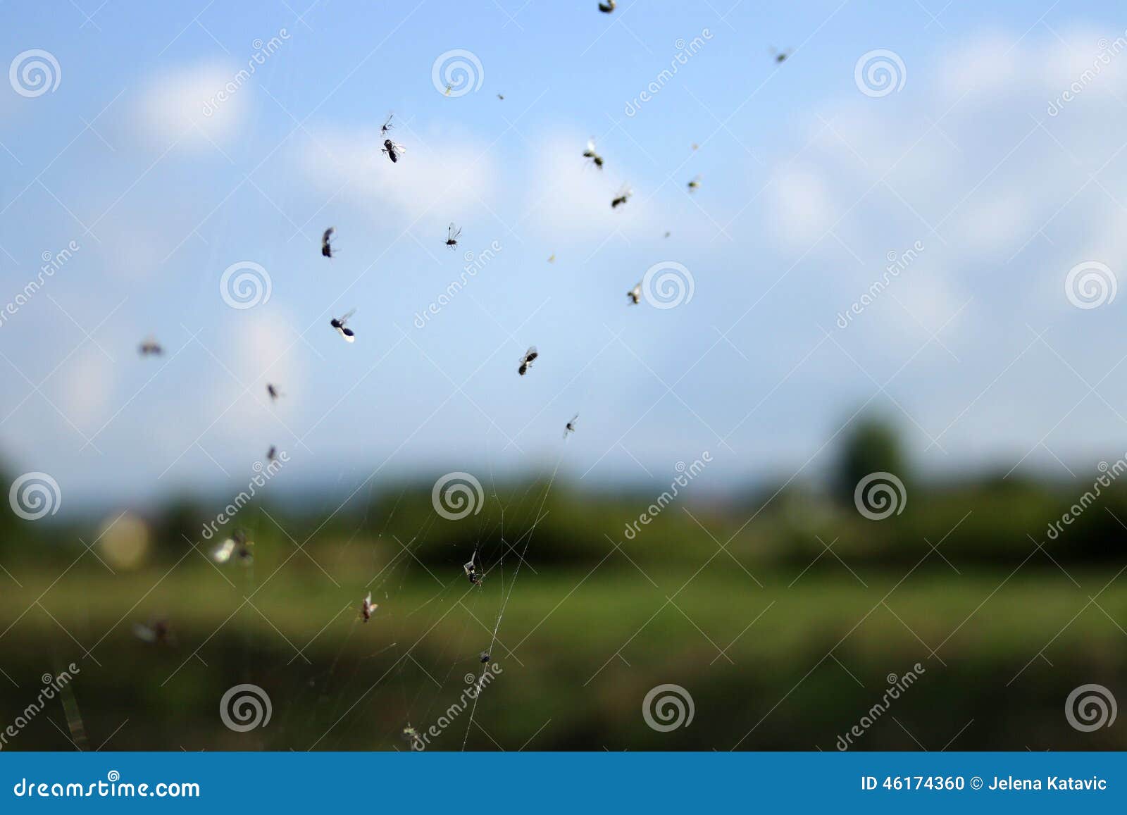 Flies trapped in a web. stock photo. Image of blue, flies - 46174360