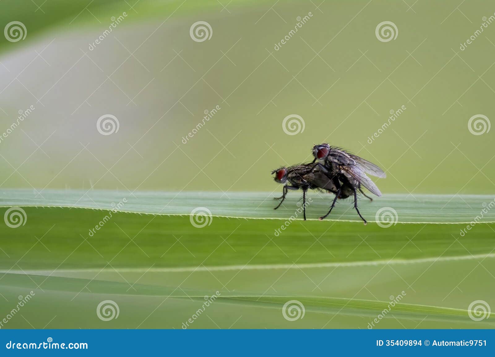 Flies stock photo. Image of summer, mating, green, wildlife - 35409894