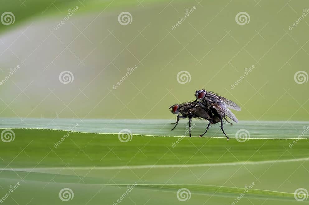 Flies stock photo. Image of summer, mating, green, wildlife - 35409894