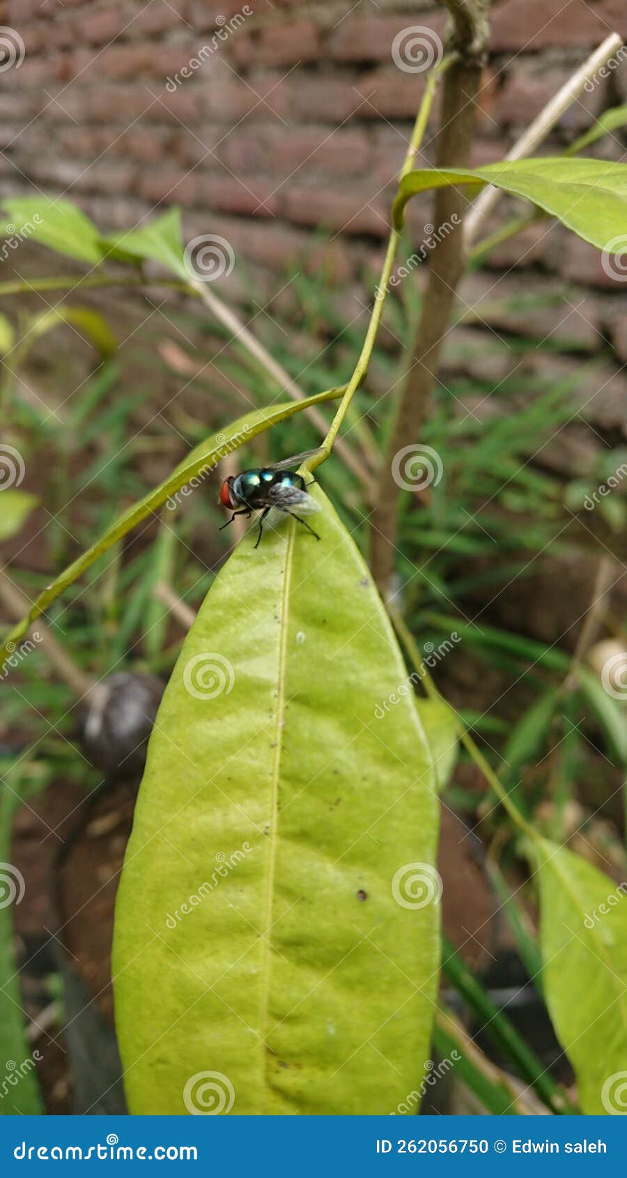 Flies are a Type of Insect from the Diptera Order & X28;derived from ...