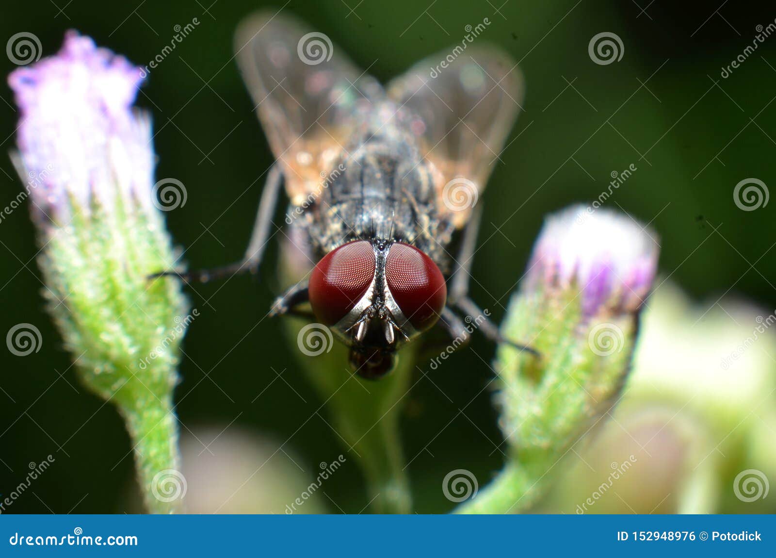 Flies are a Type of Insect that Has 2 Wings with the Eyes and Most Have ...