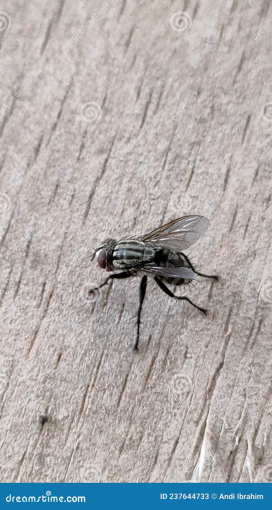 Flies are a Type of Insect from the Order Diptera. Stock Image - Image ...