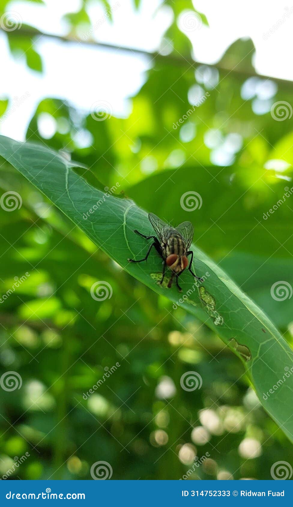 Flies stock image. Image of originate, obvious, diptera - 314752333
