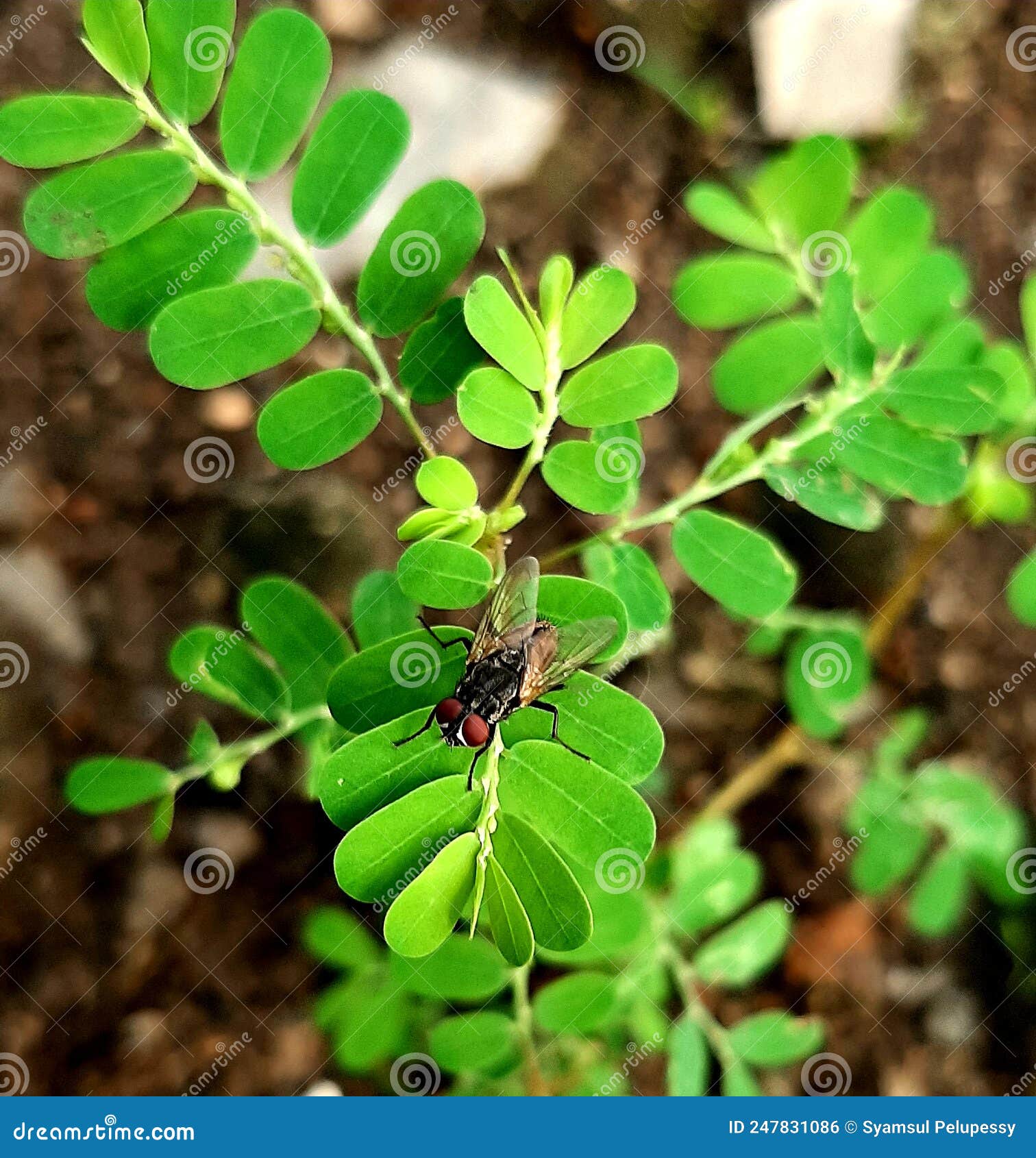 Flies are a Type of Insect from the Order Diptera. Stock Photo - Image ...
